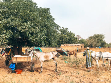 Voyage au Senegal : que faire en 10 jours au Sénégal ? - Lily the Nomad